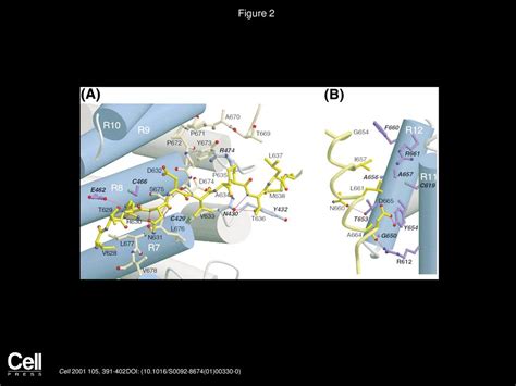 The Structure Of The β Catenin E Cadherin Complex And The Molecular