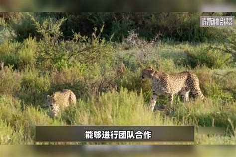 第一视角感受猎豹捕猎场景地表最快奔跑速度太猛了吧纪录片 地表 猎豹 场景