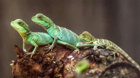 Natural Predators Of Cockroaches Pest Pit