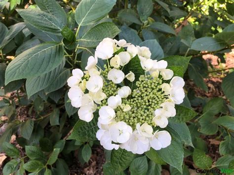 4 Real Reasons Why Hydrangeas Not Blooming And What To Do Learningvale