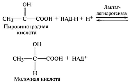 во что превращается пировиноградная кислота