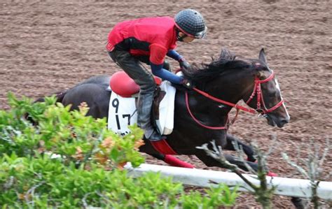 【アイビスサマーダッシュ】ジャングロ やっと態勢が整った 競馬ニュース Netkeiba