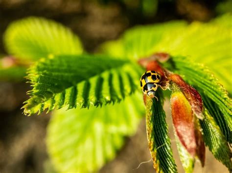 Premium Photo Close Up Of Insect On Leaf
