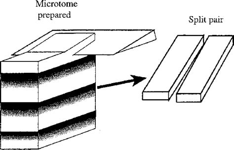Schematic Illustration Of Specimen Preparation By Microtome Cutting