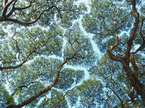 Theres A Mysterious Reason Why These Trees Avoid Touching Each Other Buzzworthy