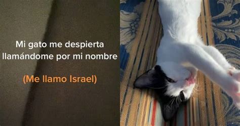 El Gato Lo Llama Por Su Nombre El Video Que Es Furor En Redes
