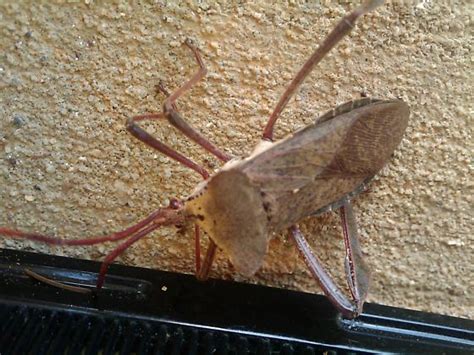 Triangle Bug Acanthocephala Declivis Bugguidenet