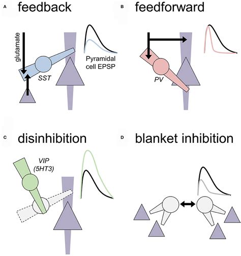How Alcohol Affects The Synaptic Gap