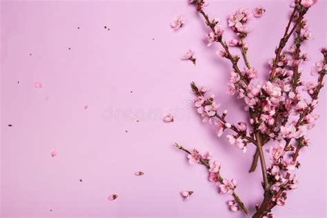 Flor Do P Ssego No Fundo Cor De Rosa Pastel Flores Do Fruto Foto De Stock Imagem De Arte