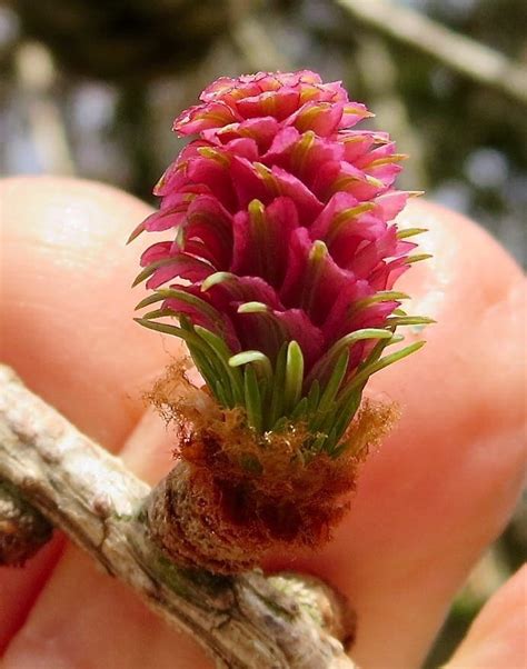 European Larch Tree Guide Uk European Larch Identification