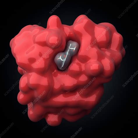Myoglobin Molecule Stock Image C009 1321 Science Photo Library