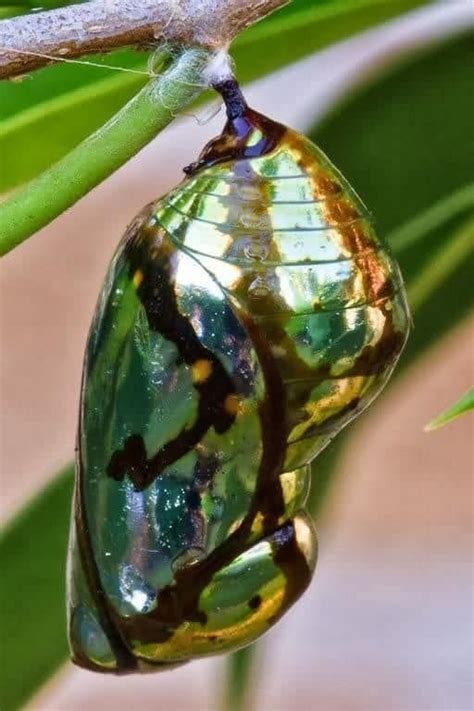 【超驚愕】こんな生物がこの世界に存在しているという事実・・・（動画あり） ポッカキットポッカキット