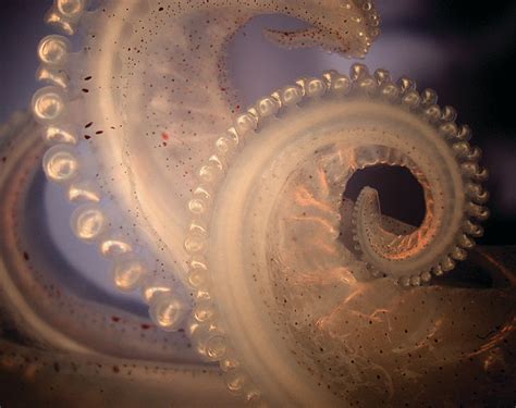 Squid Gene Editing Shows New Possibilities For Treating Genetic Diseases