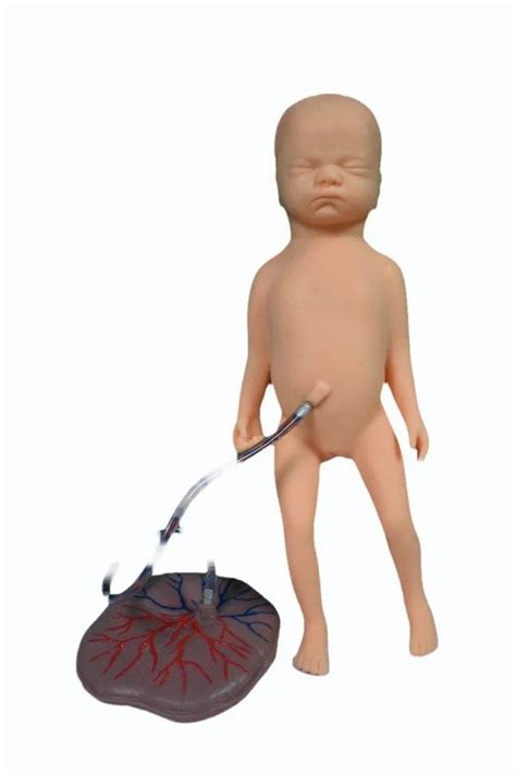 Rubber Placenta Model At ₹ 1350piece Anatomical Models In Jaipur
