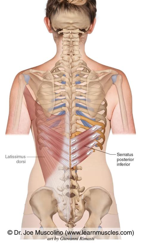 Serratus Posterior Inferior Learn Muscles