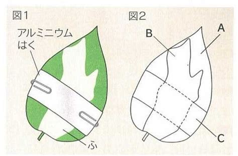 中2理科・植物の体のつくりとはたらき Flashcards Quizlet