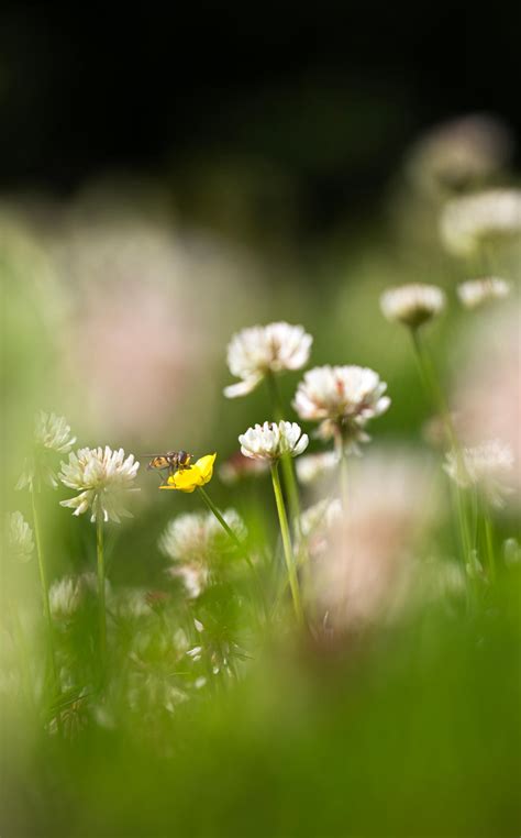 Small Buzzer By Aneurysmguy On Deviantart