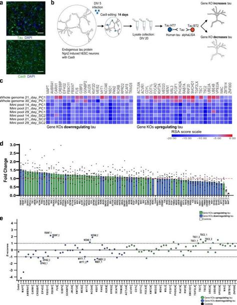 Tau Monoclonal Antibody Bt2 Mn1010