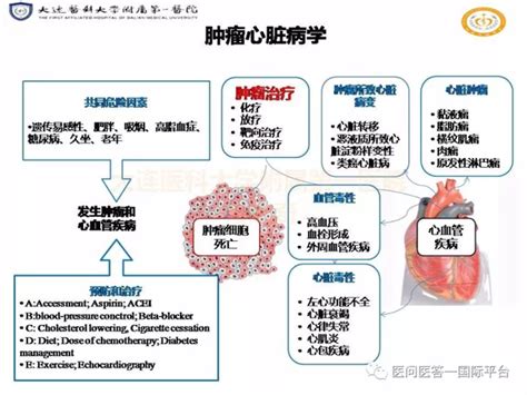 方凤奇抗HER2治疗药物的心脏安全性研究进展 知乎