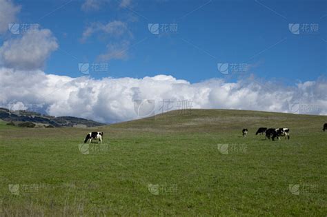 母牛食草农业乳牛哺乳纲草牛动物农场兽群