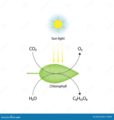 Photosynthesis Process Tree Produce Oxygen Using Rain And Sun Process