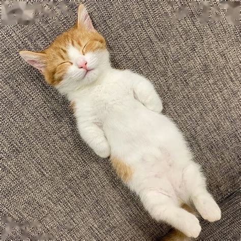 睡猫图 简笔 卡通 大山谷图库