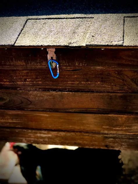 How To Keep Raccoons Out Of A Chicken Coop 15 Easy Ways
