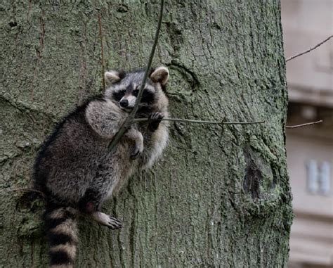 Raccoon Causes Traffic Jam In Upper Makefield NewtownPANow