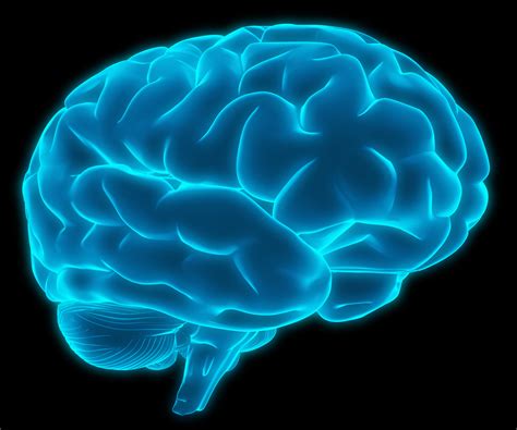 Psychological And Brain Sciences Division Of Mathematical Life And