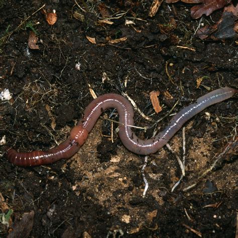 Earthworm
