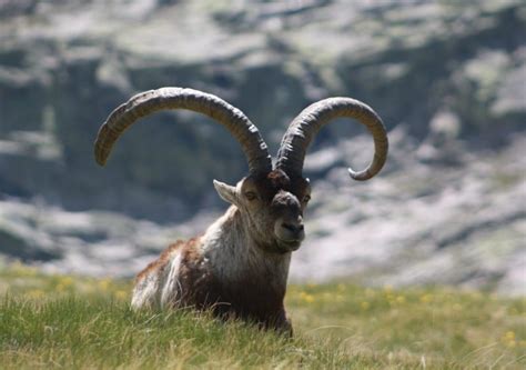 Gredos Ibex Ibex Hunt Espadella