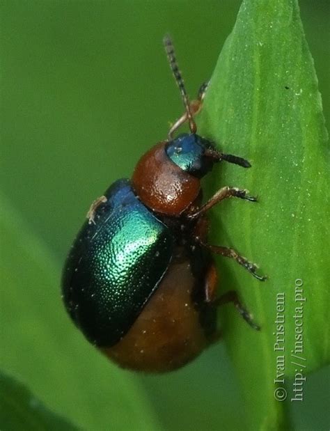 Photo 50339 Gastrophysa Polygoni