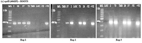 Rt Pcr Amplification Of The Nptii Gene In Transgenic Roots In Rep 1 2