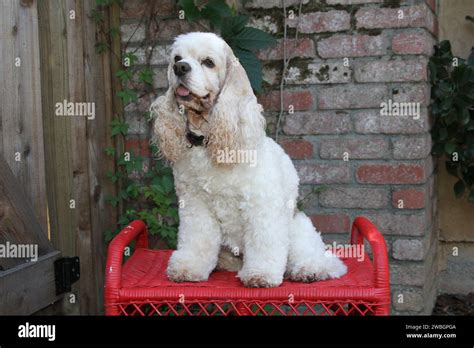 Cocker Spaniel Sitting On A Red Bench Against A Brick Wall With Ivy