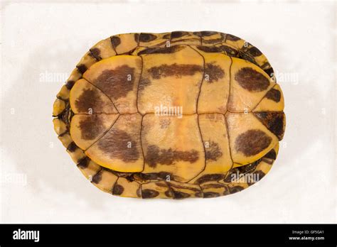 Red Eared Turtle Trachemys Script Elegant Plastron Or Lower Shell Head End Right Museum