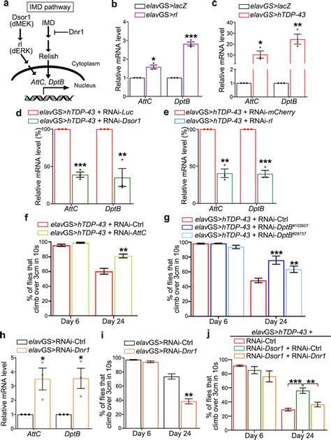 Mek Erk Mediated Immune Overactivation Contributes To Tdp 43