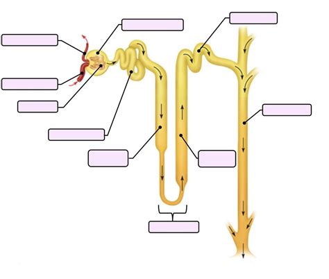 Nephron Diagram Quizlet