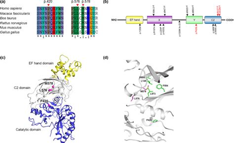 Novel Mutations In The Plcz1 Gene Associated With Human Low Or Failed