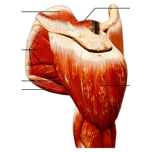 1 Of 3 Appendicular Muscle Upper Extremity Diagram Quizlet