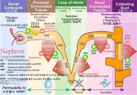 신장의 기능 네이버 블로그