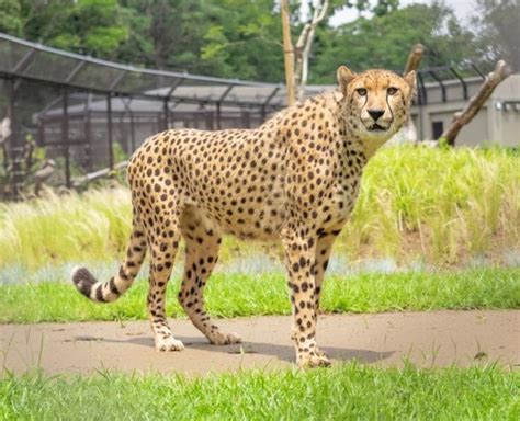 千葉市千葉市動物公園 チーター