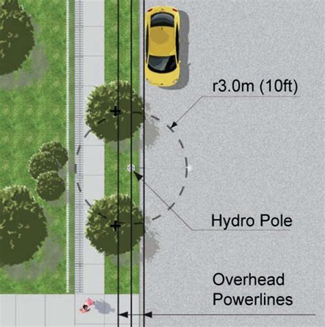 Planting Trees Around Power Lines Maple Leaves Forever