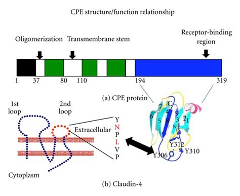 Cpe Structure Versus Function Relationship Panel A Shows The Download Scientific Diagram