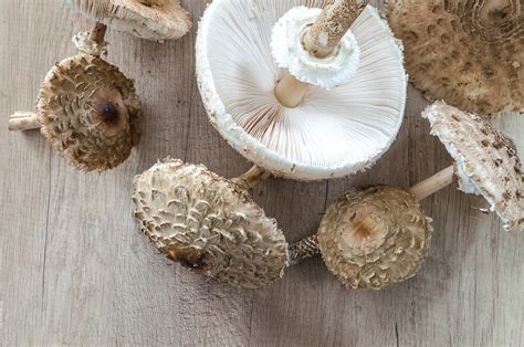 Macrolepiota Procera 파라솔 수집 Pixabay의 무료 사진 Pixabay