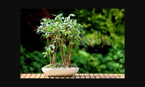 Smulkialapis Fikusas Gėlių Rojus