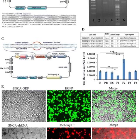 Snca And Tunel Double Immunofluorescence Labeled Cells In The Cortex