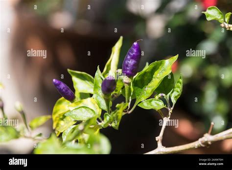 Lovely Close Up View Of Organic Purple Chili Peppers Capsicum