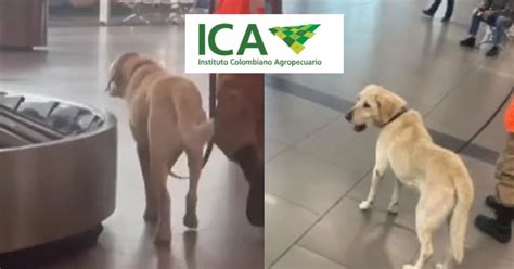 El Aeropuerto El Dorado En La Mira De La Procuraduría Por Presentar