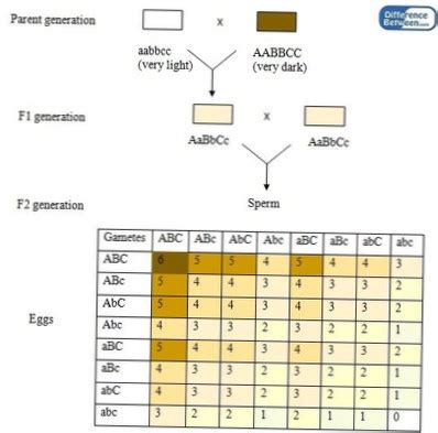 Difference Between Monogenic And Polygenic Inheritance Differbetween