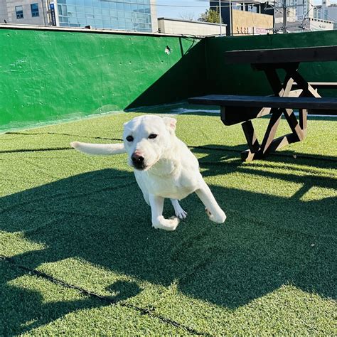 진도개 두만 강아지책임무료분양 컴투펫위탁보호센터 강아지무료분양 고양이무료분양 강아지파양 고양이파양